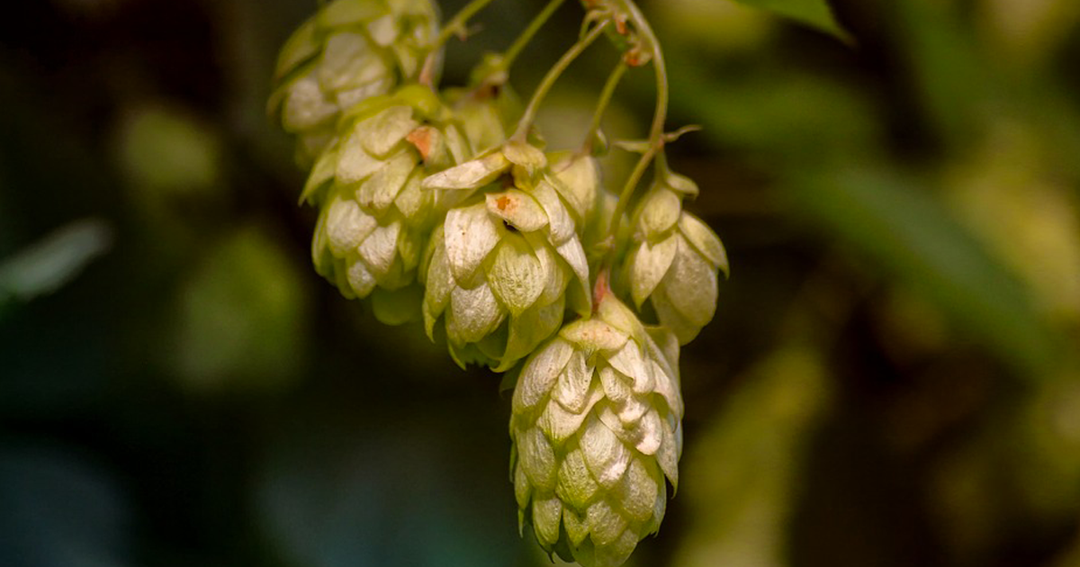 Il luppolo selvatico, diuretico, rinfrescante e con poche calorie!