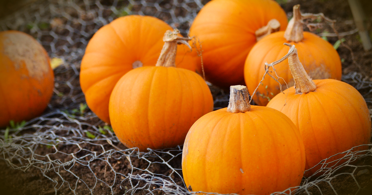 Festeggiamo il Pumpkin Day! - Dimensione Suono Soft