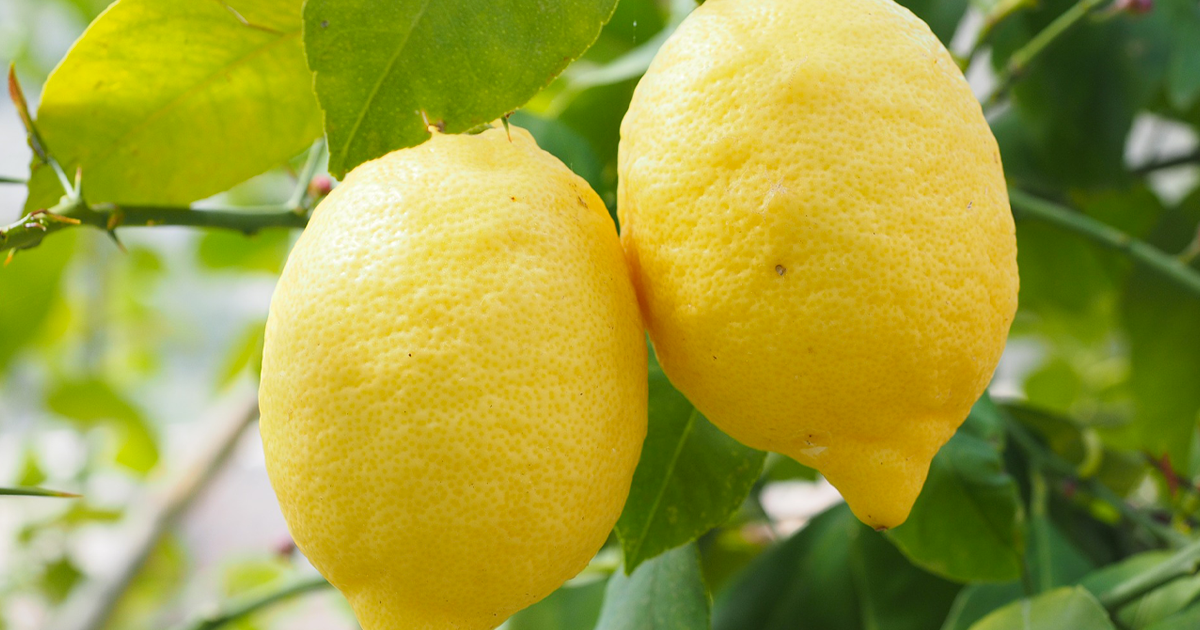 Limone di Rocca Imperiale IGP - #mangiamoitaliano