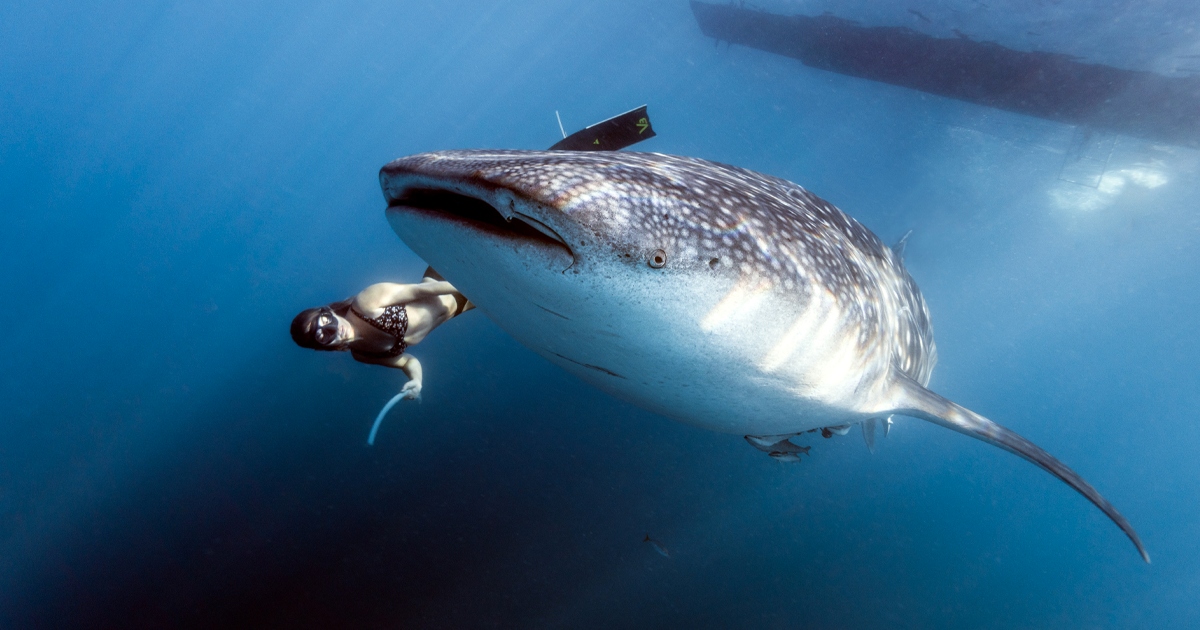 Pesca intensiva: ecco chi ha recuperato e chi è in via di estinzione