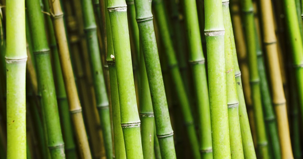 Bambù, l'unico ecosostenibile al 100% - Dimensione Suono Soft