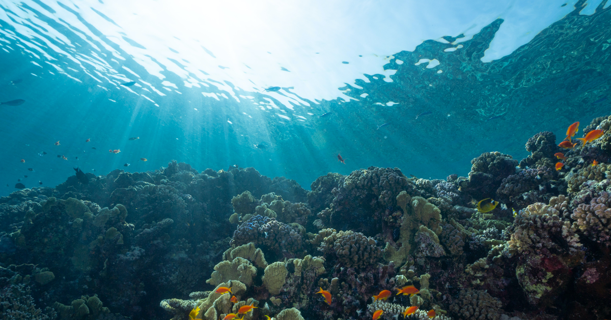 Mar Rosso in crociera, Sha Ab Ali - Travel Experience