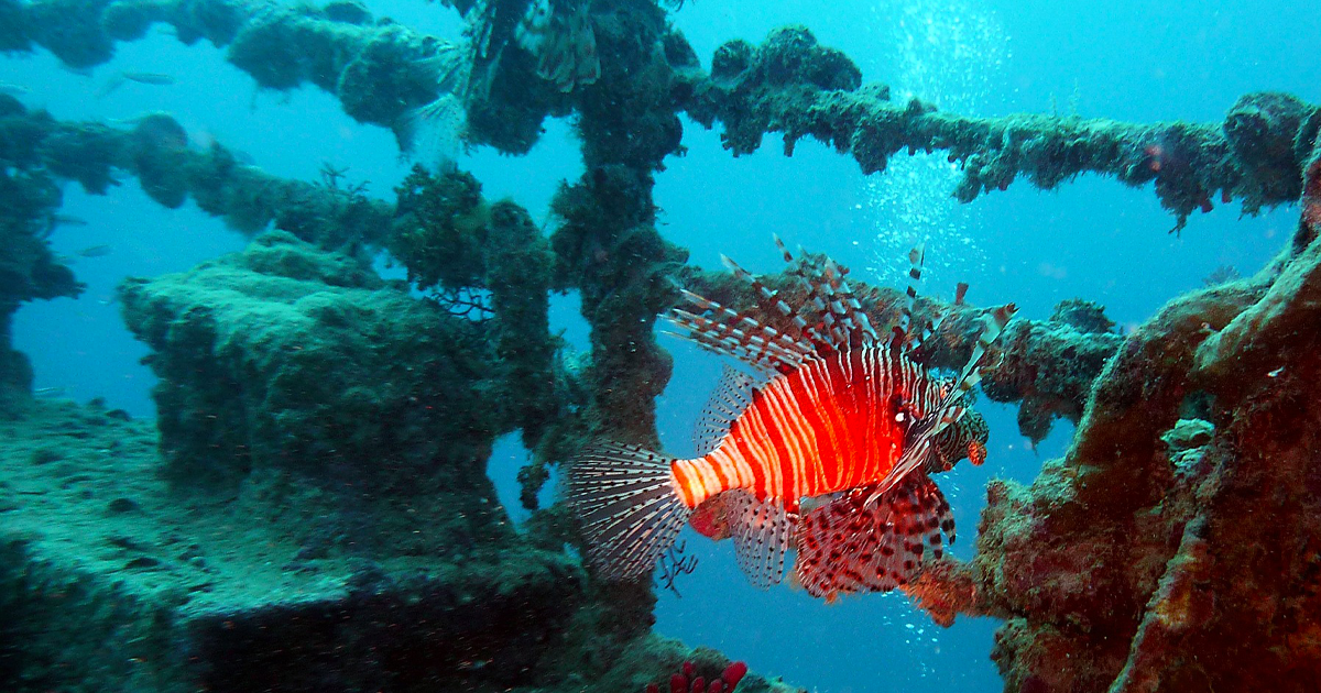 Mar Rosso in crociera, Dunraven - Travel Experience