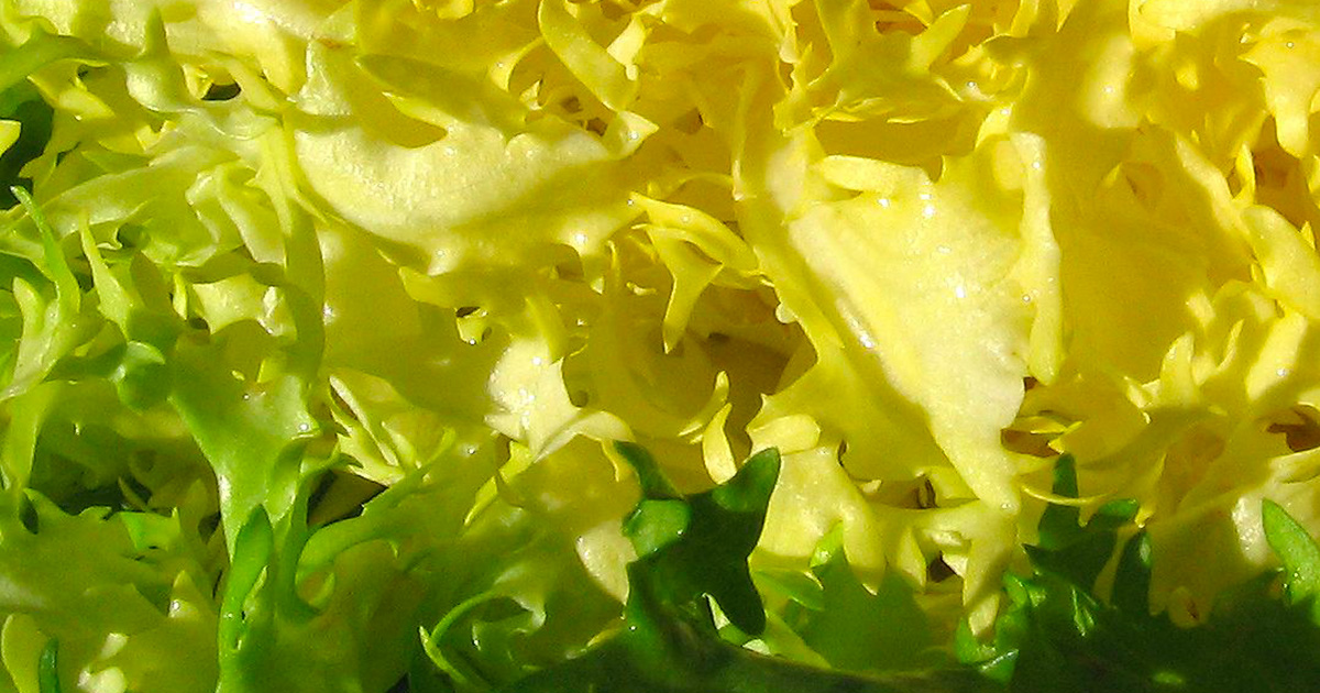 Vi svelo quali sono tutti i segreti della buonissima indivia belga